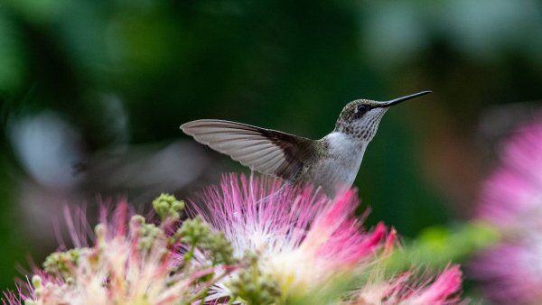 When do hummingbirds leave Illinois? Here’s what to know – NBC Chicago