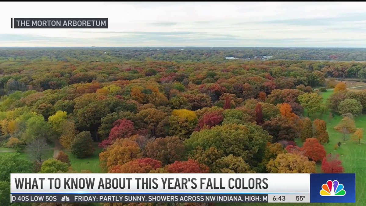 Latest Chicago fall foliage timeline – NBC Chicago