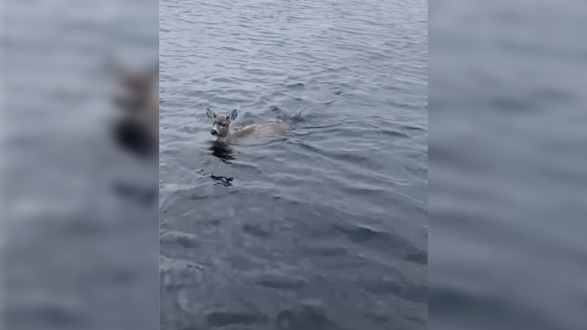 Watch: Alaska Wildlife Troopers rescue deer struggling in icy waters ...