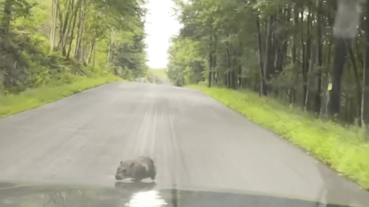 WATCH: Brooklyn rat hitches ride to upstate New York – NBC Chicago