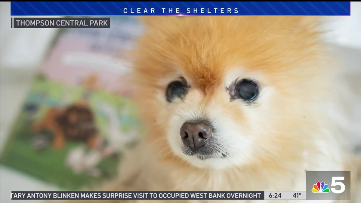 Clear the Shelters: How hotels can help save homeless animals’ lives ...