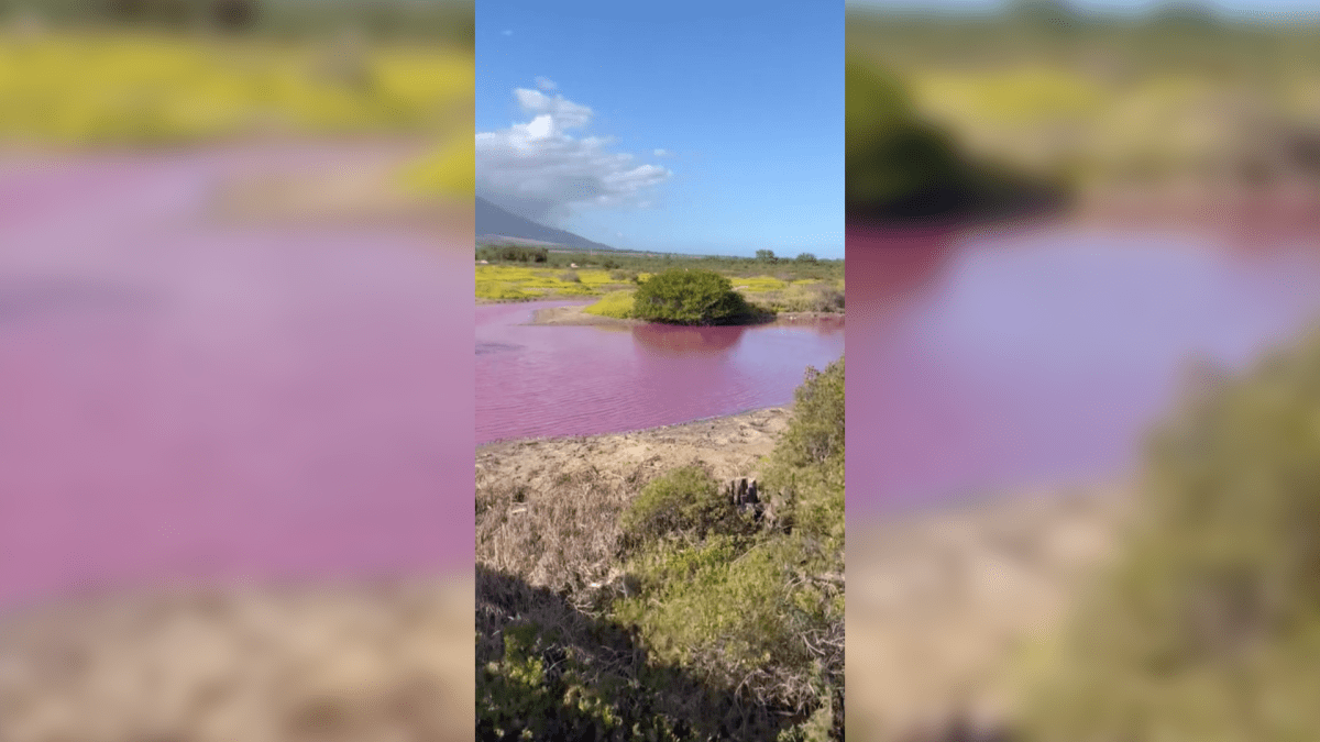 Pond in Maui wildlife refuge turns bright pink after drought – NBC Chicago