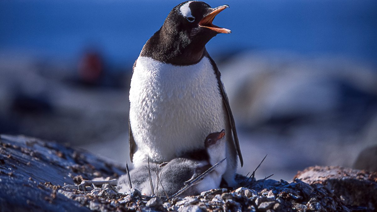Penguin parents sleep for just a few seconds at a time to guard ...