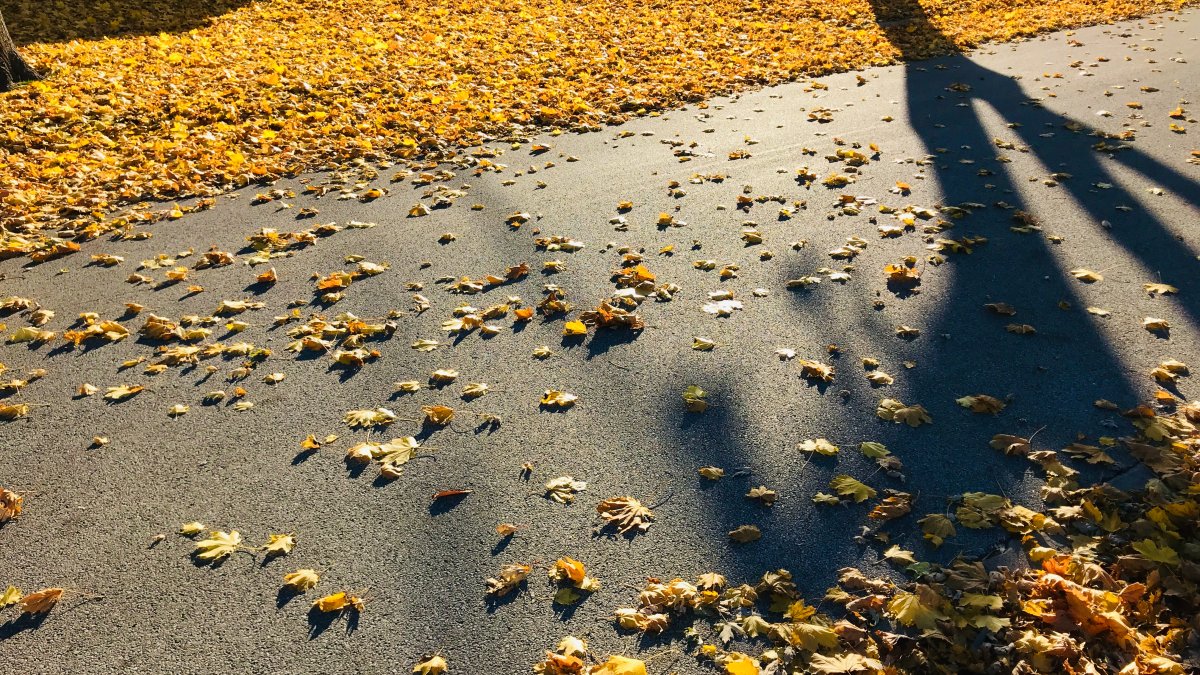 Chicago weather today: 70 degrees for start of November – NBC Chicago