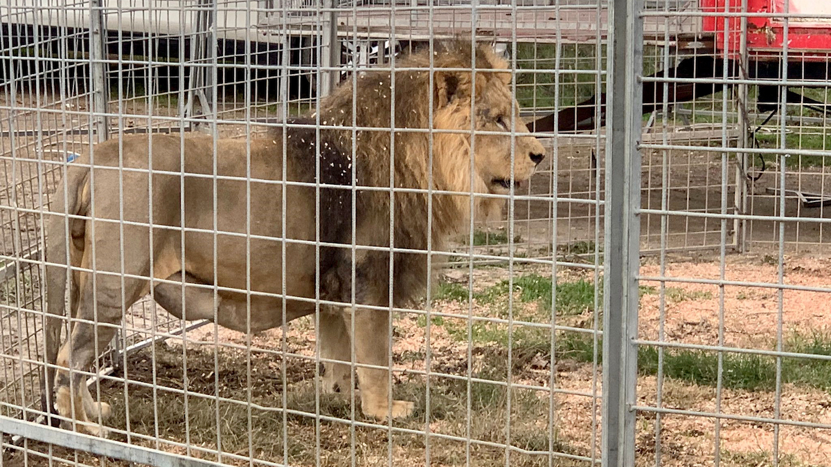 Lion captured after escaping from a circus near Rome, Italy – NBC Chicago