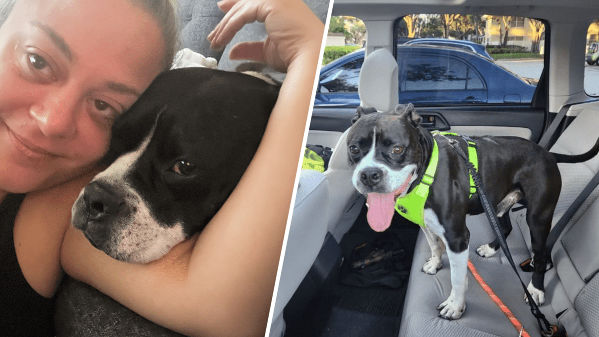 Dog gets adopted after more than 400 days at Florida shelter – NBC Chicago
