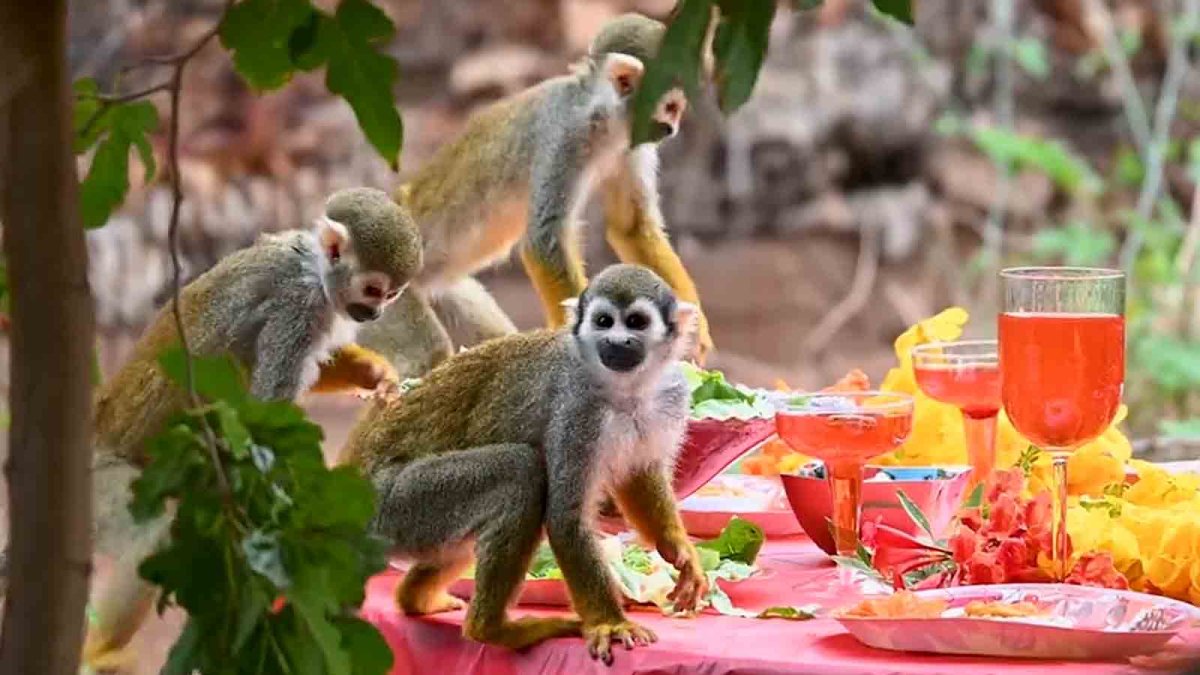 Squirrel monkeys enjoy Harry Potter themed Thanksgiving dinner – NBC ...