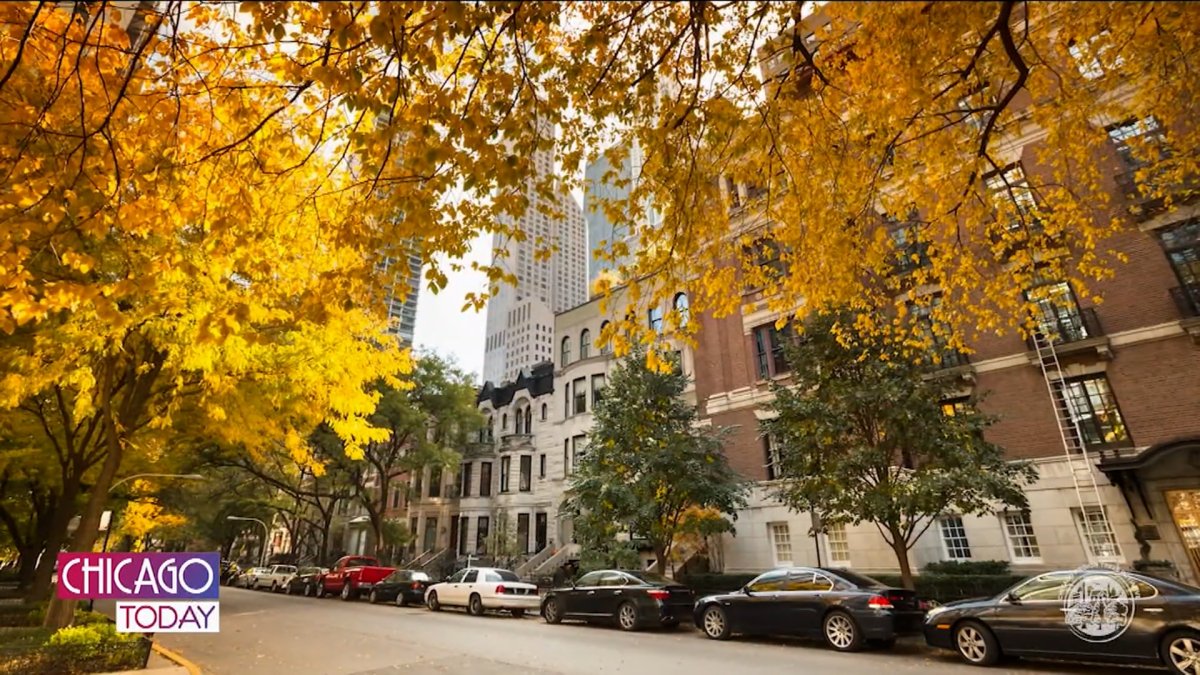 Chicago Region Trees Initiative: Breathing life into the city with ...