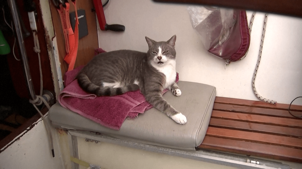 Cat makes history in yacht race – NBC Chicago