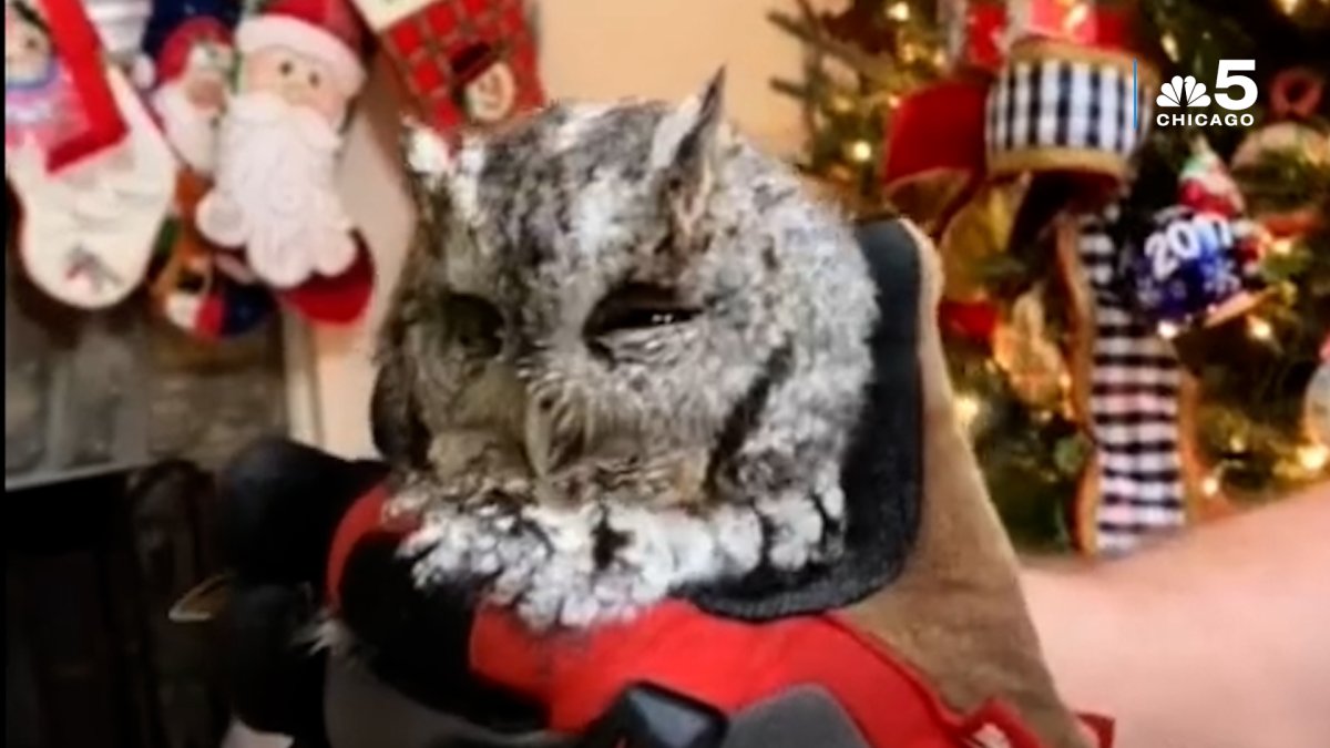 Kentucky family finds owl living inside fully decorated Christmas tree ...