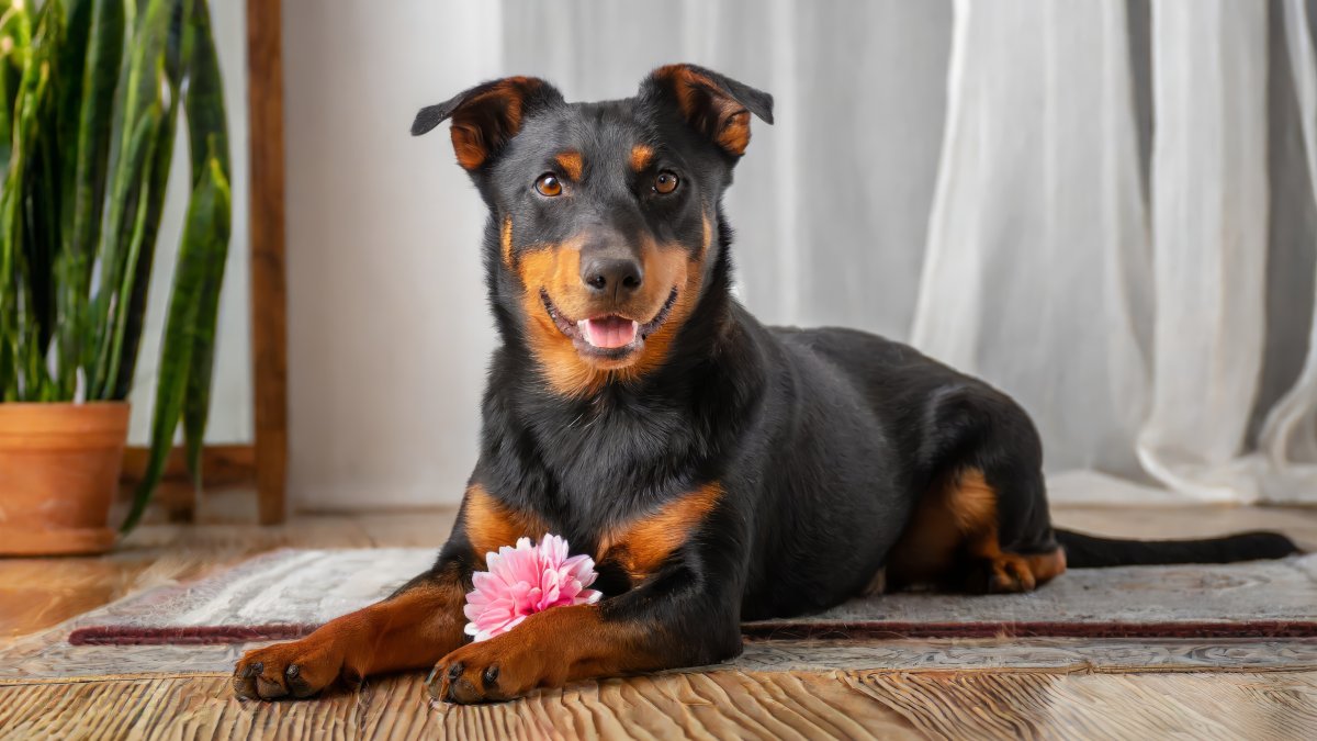 Short, stout and smiley: Meet the latest dog breed added to the ...