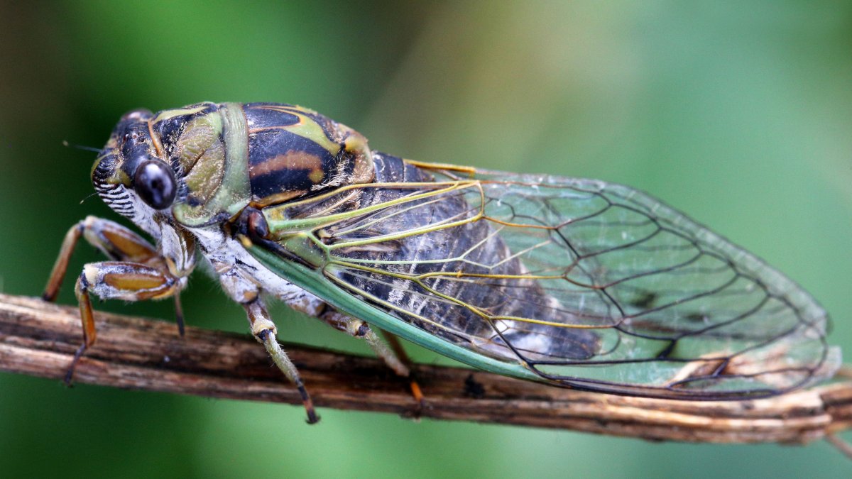 Lake Geneva s Cicadapalooza Celebrates All Things Cicada NBC Chicago Lake Geneva s Cicadapalooza Celebrates All Things Cicada NBC Chicago