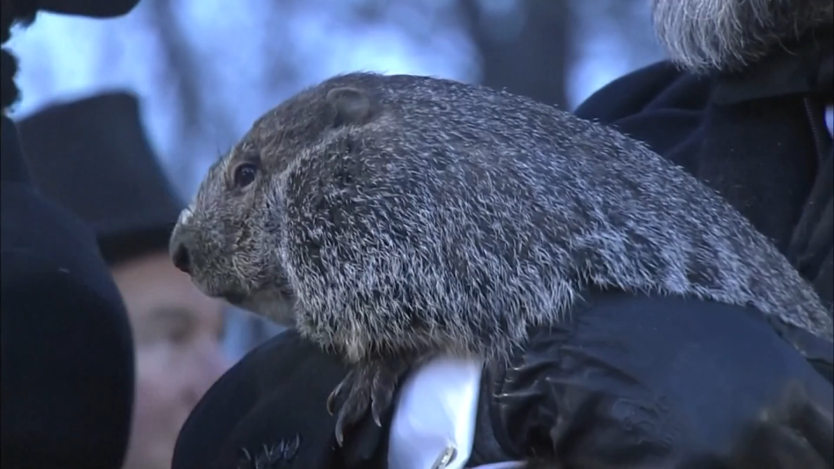 The origin story of Groundhog Day – NBC Chicago