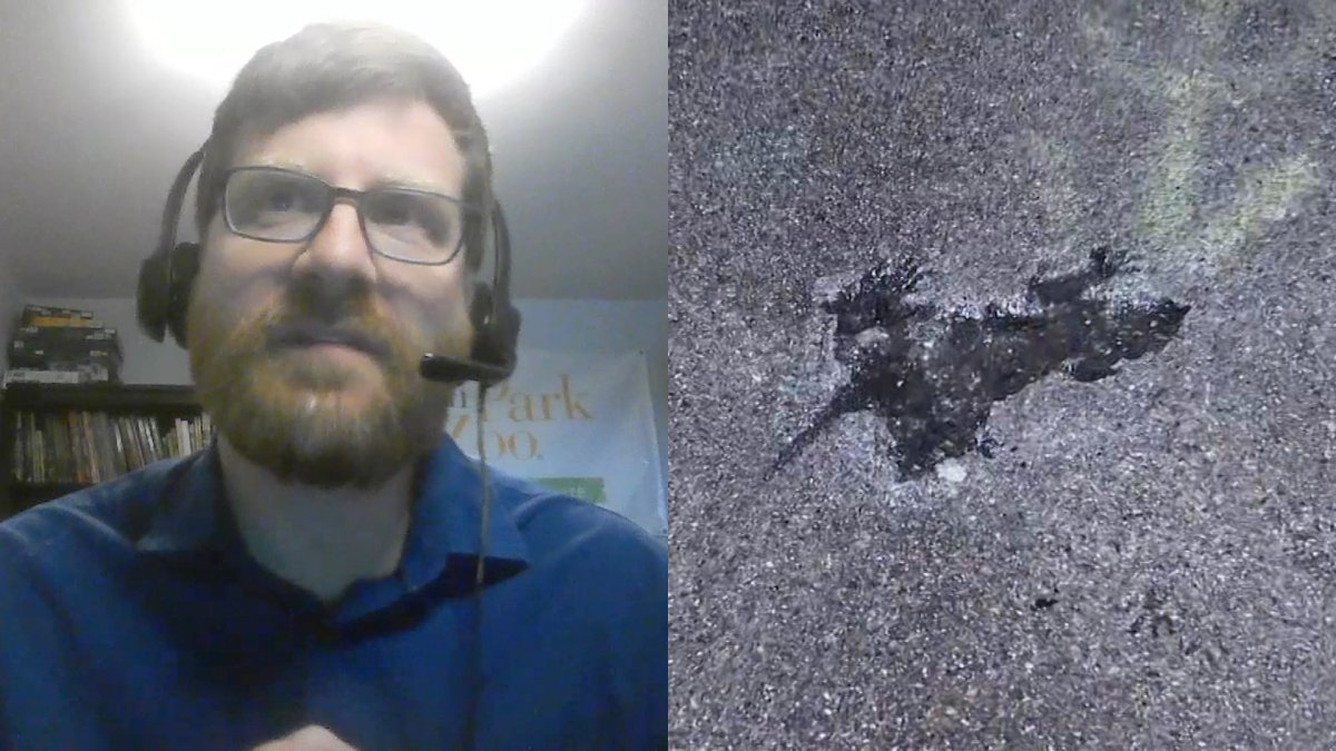 Chicago rat hole: Zoo expert says viral sensation might not be a rat ...