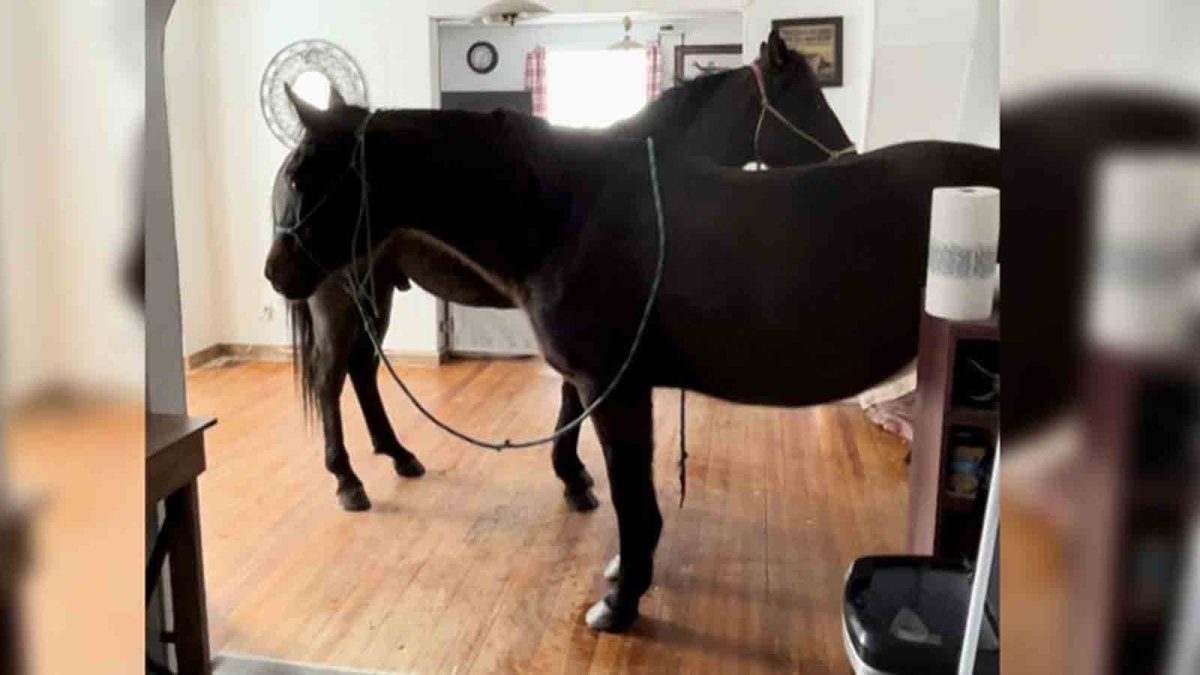 Nebraska woman brings horses into house amid freezing temperatures ...