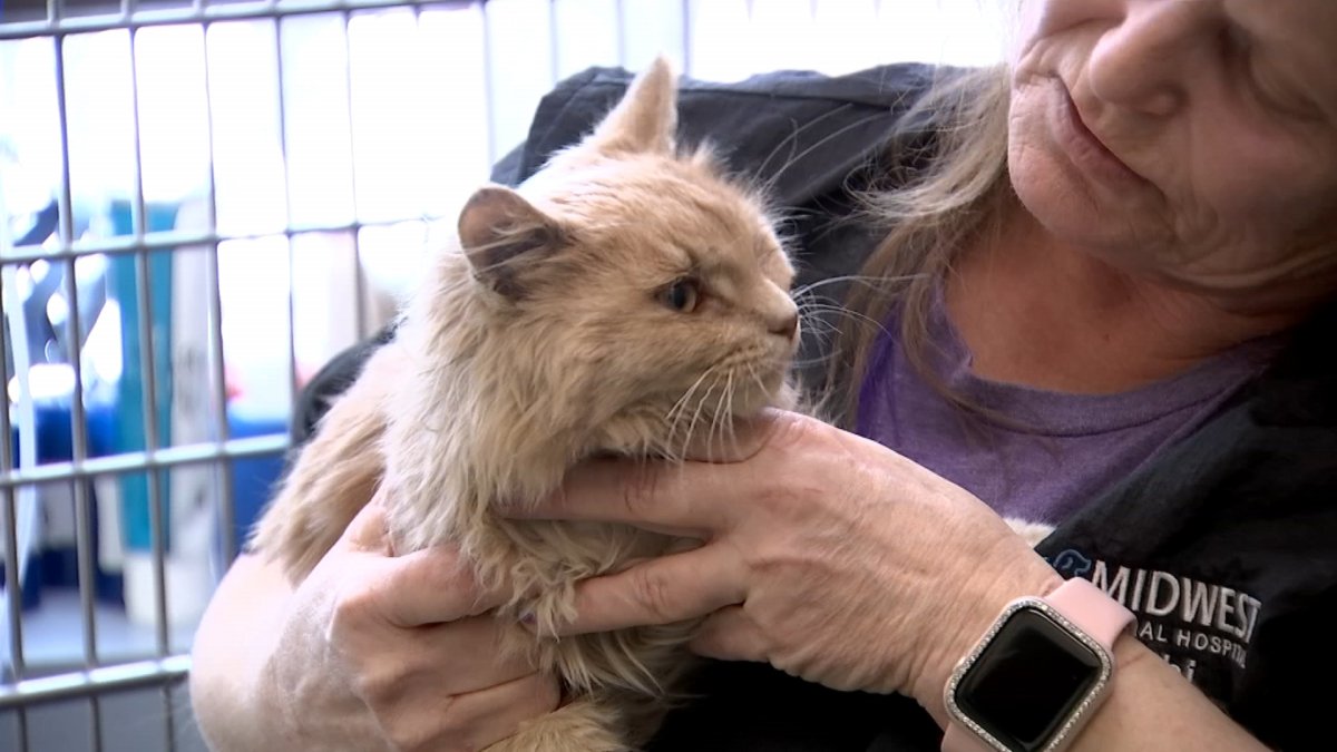Dozens of dogs and cats rescued after Tinley Park animal shelter fire – NBC Chicago