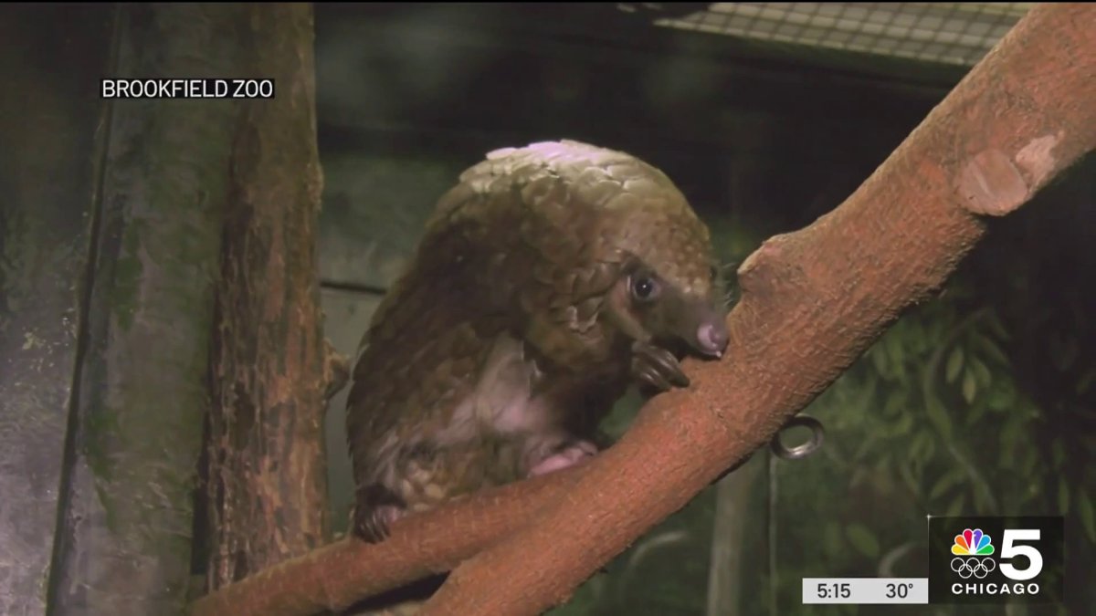 Brookfield Zoo waiving entry fee for Pangolin Day on Saturday – NBC Chicago