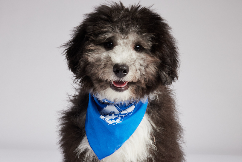 Who won the 2024 Puppy Bowl, and how did Chicago’s pups fare? – NBC Chicago