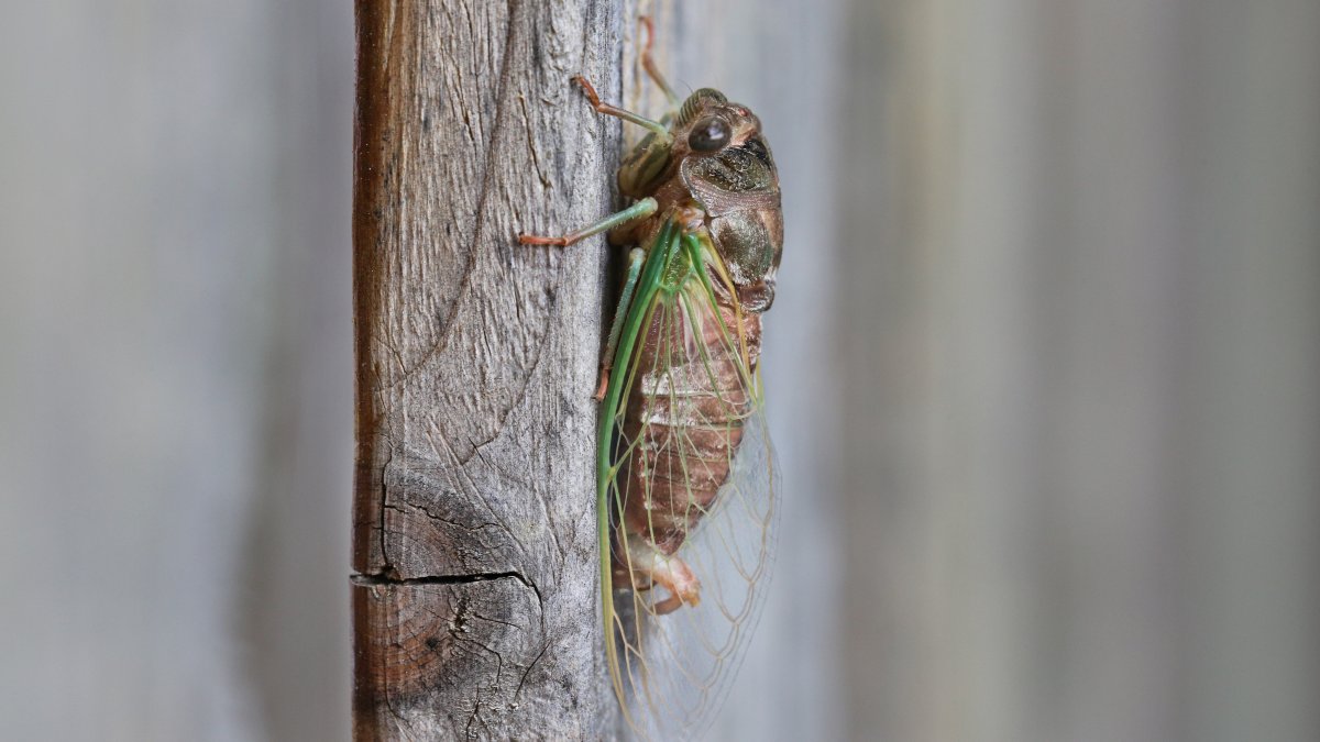 What to know about the upcoming cicada emergence in Illinois as ...