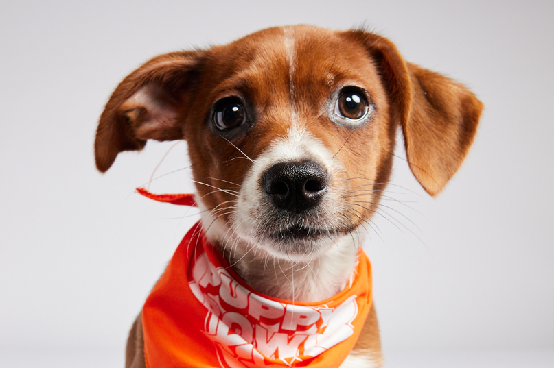 Who won the 2024 Puppy Bowl, and how did Chicago’s pups fare? – NBC Chicago