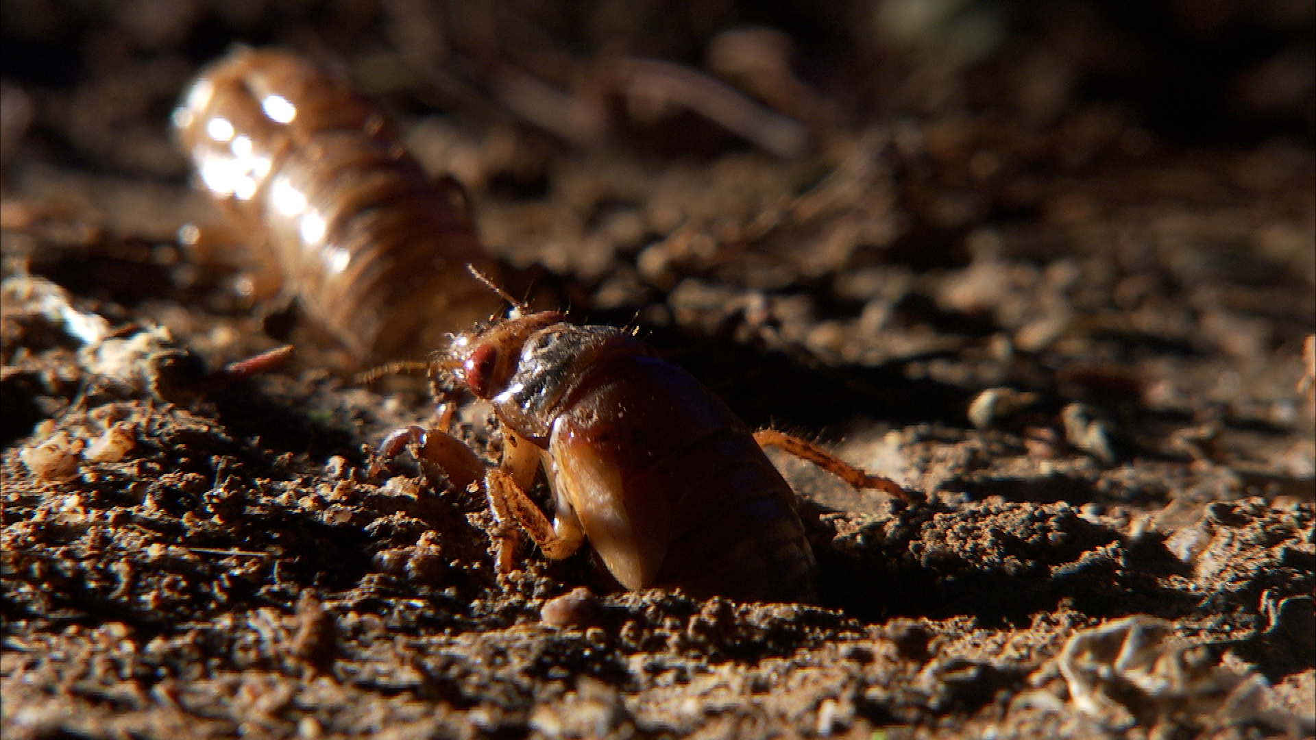 Will 2024 Cicada Explosion Mean Rise In Cicada Killing Wasps Heres
