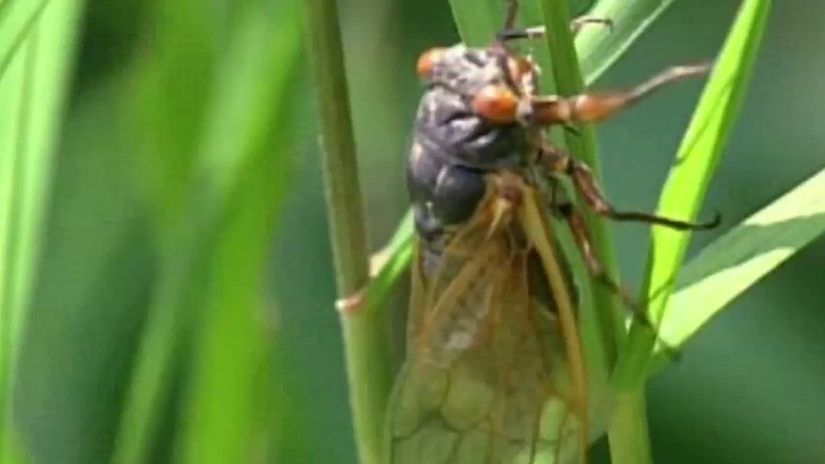 Will you have to watch for cicada pee this spring and summer? – NBC Chicago