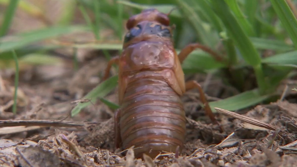Do cicadas bite? – NBC Chicago
