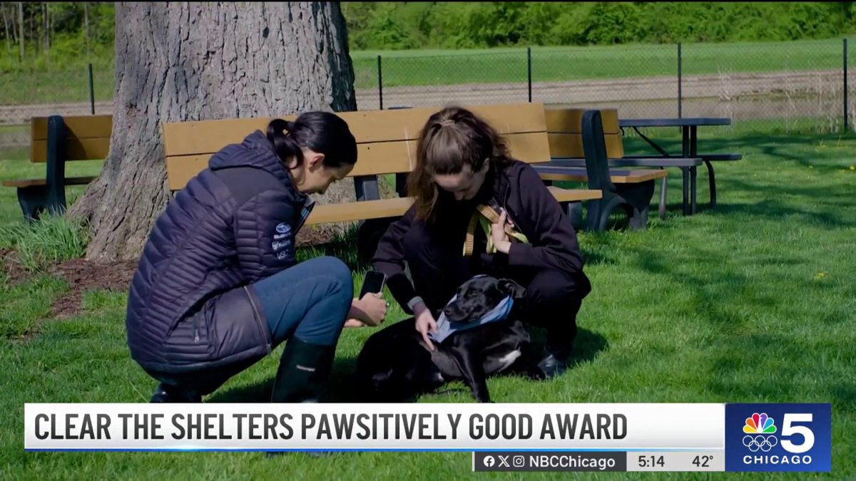 Winner of ‘Pawsitively Good’ award honored for efforts in helping pets ...