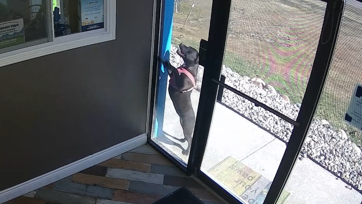 Michigan dog runs to day care for help after car crash – NBC Chicago