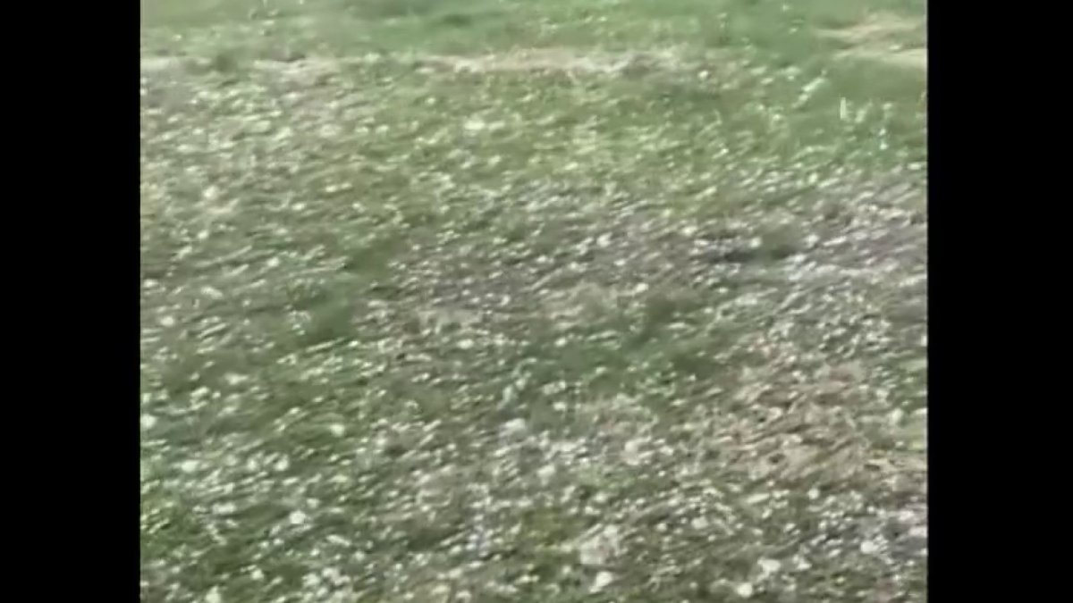 Video shows tennis ball-like hail bouncing off the ground in central ...