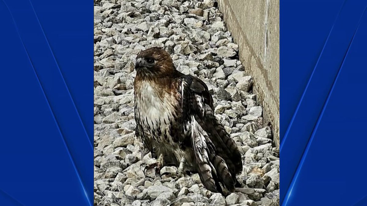Injured hawk was rescued from the CTA orange line tracks – NBC Chicago