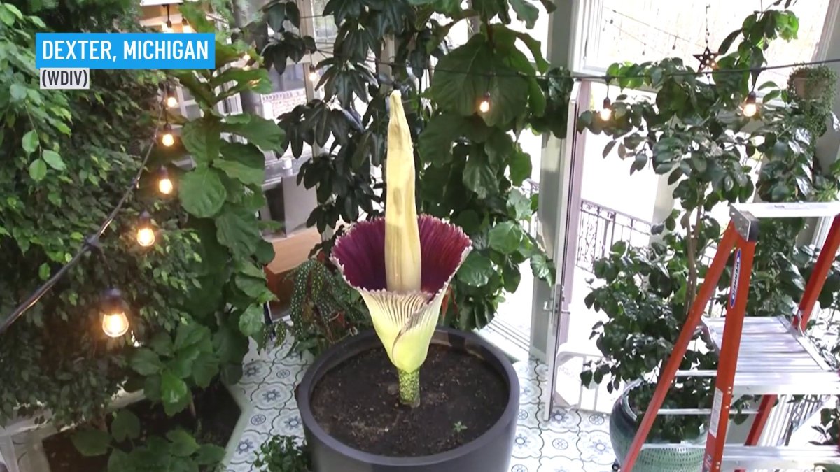 Time-Lapse captures blooming of corpse flower – NBC Chicago