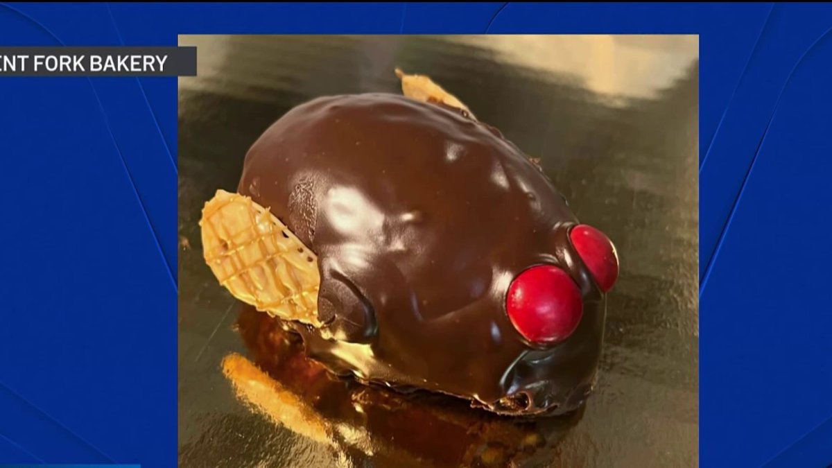 Suburban bakery revives its ‘cicada cakes’ as double-brood invasion ...