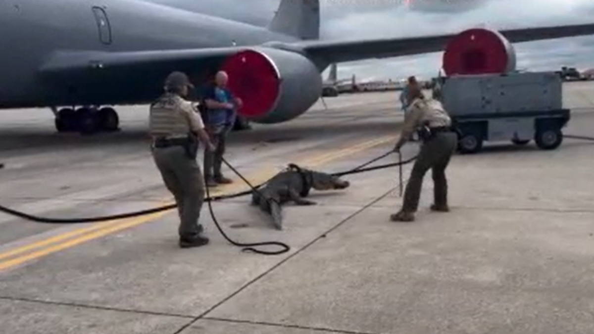 Video of gator captured on runway of Air Force base in Tampa – NBC Chicago