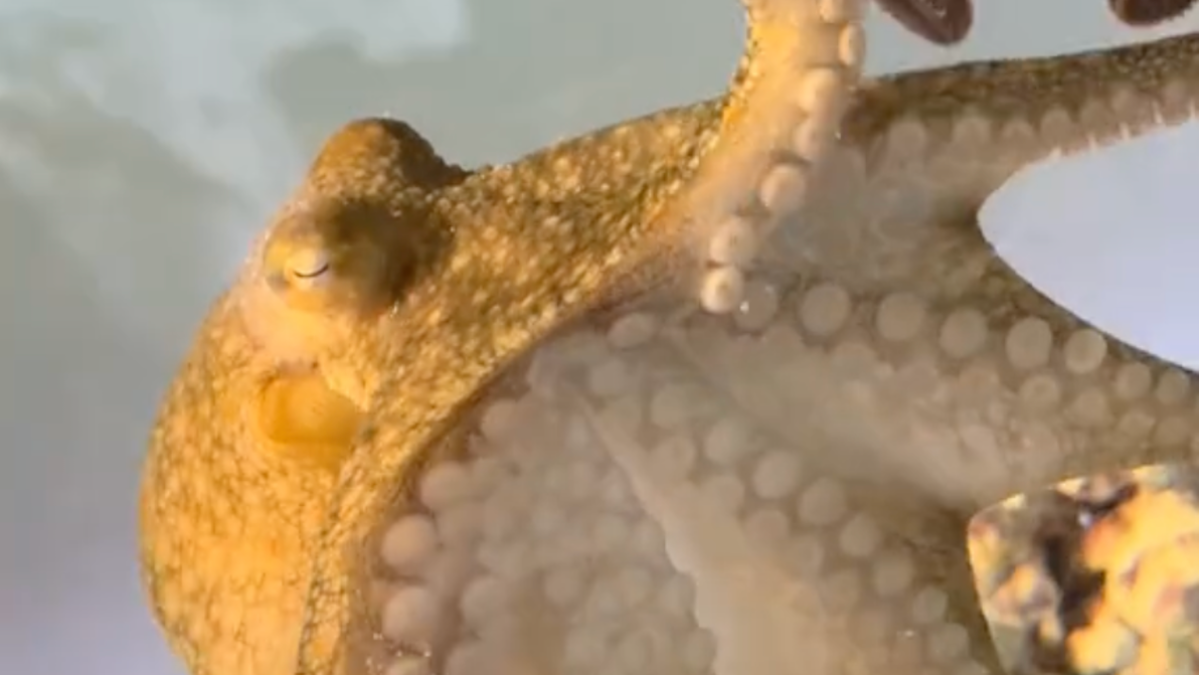 Oklahoma family’s pet octopus births 50 babies – NBC Chicago