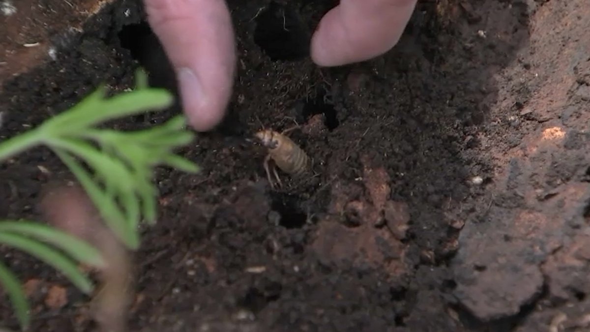Early signs of cicada emergence? – NBC Chicago