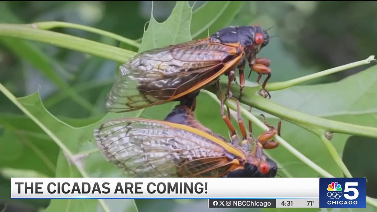 Chicago museum honoring cicada emergence with ‘insect asylum’ – NBC Chicago