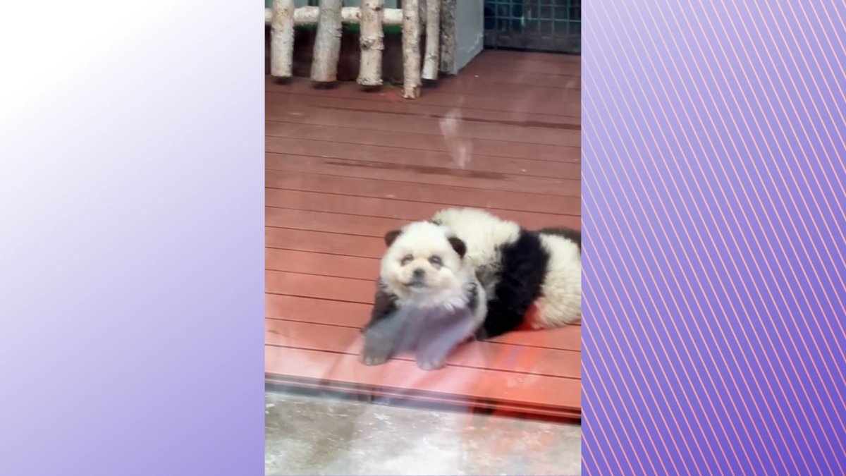 Chinese zoo dyes dogs to look like pandas – NBC Chicago
