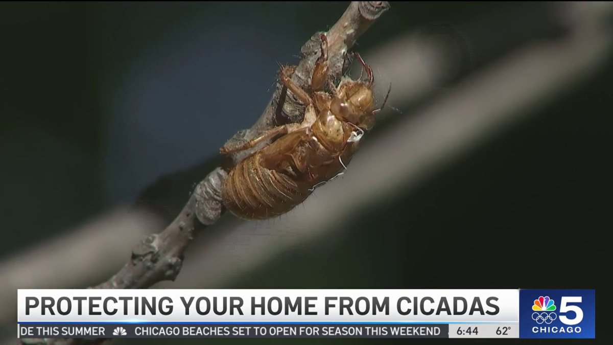 How can you get rid of cicadas? Pest control expert explains – NBC Chicago