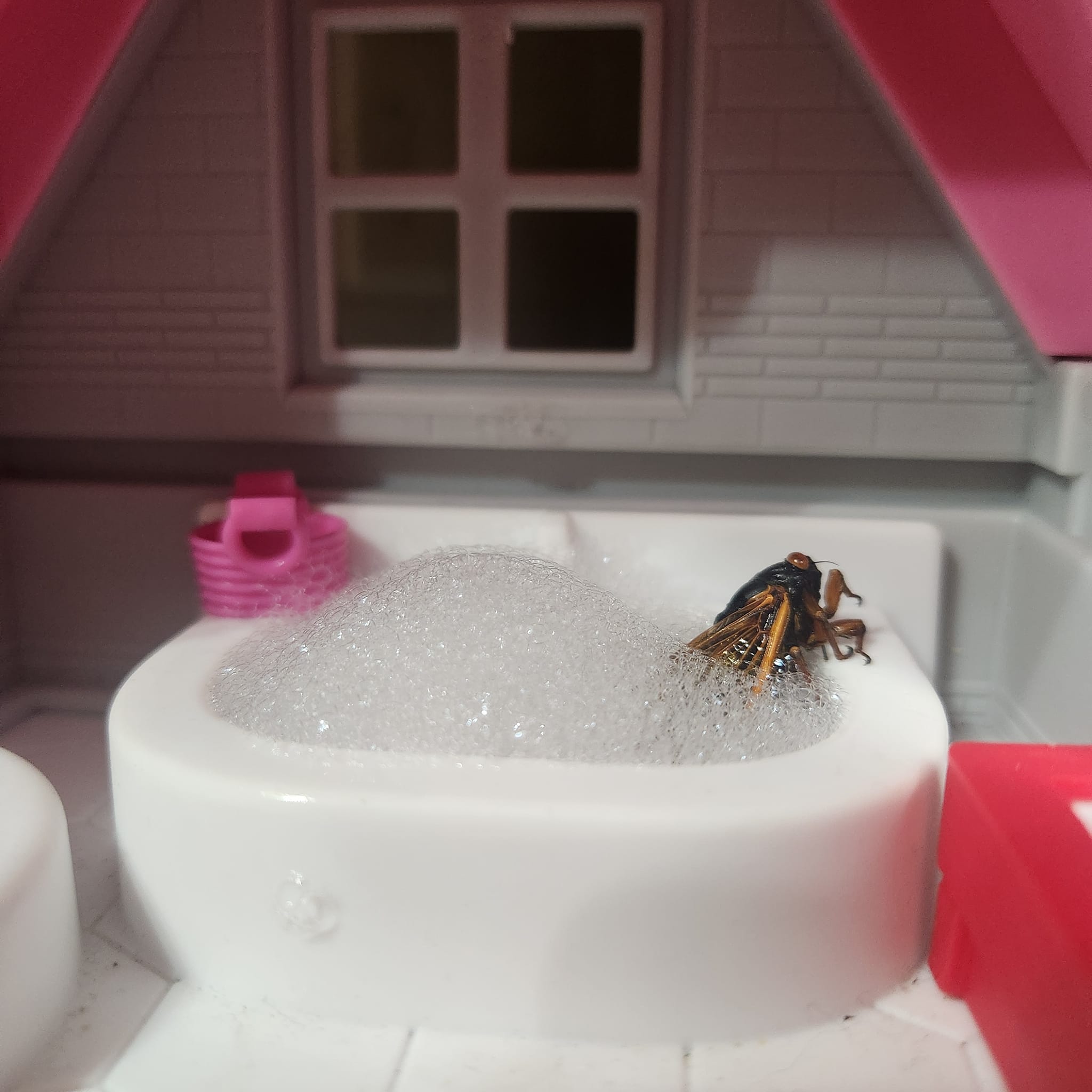 Photo series shows hilarious ‘day in the life’ of a cicada – NBC Chicago