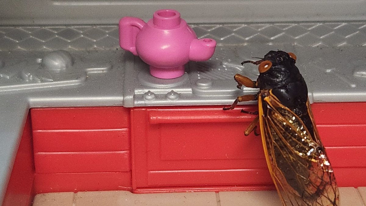 Photo series shows hilarious ‘day in the life’ of a cicada – NBC Chicago