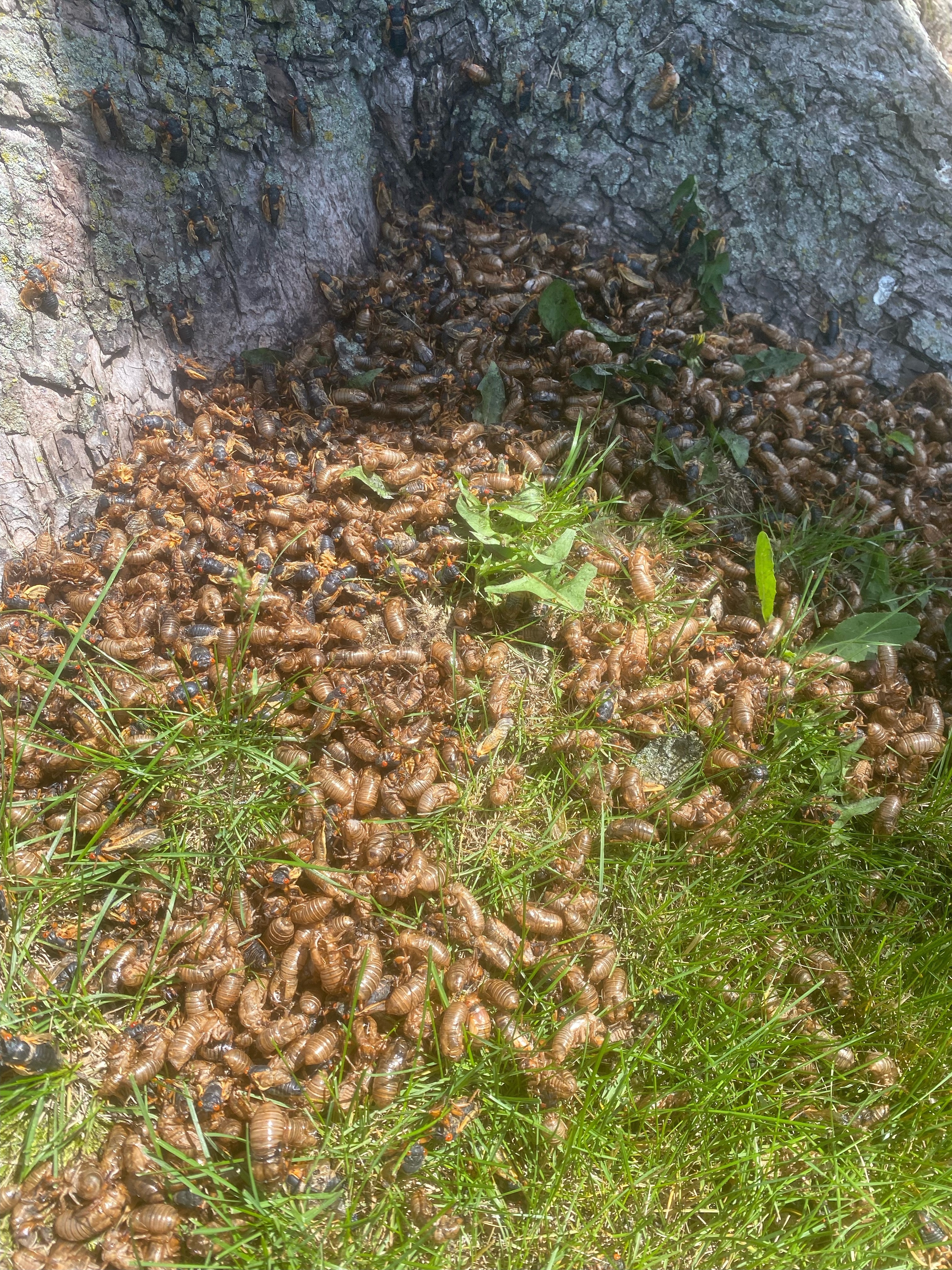 PHOTOS: The 2024 cicada emergence in Chicago area and Illinois – NBC ...