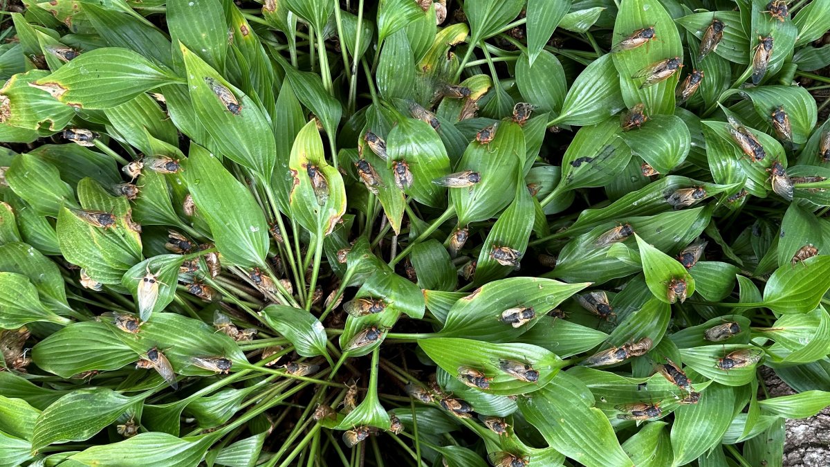 PHOTOS: The 2024 cicada emergence in Chicago area and Illinois – NBC ...
