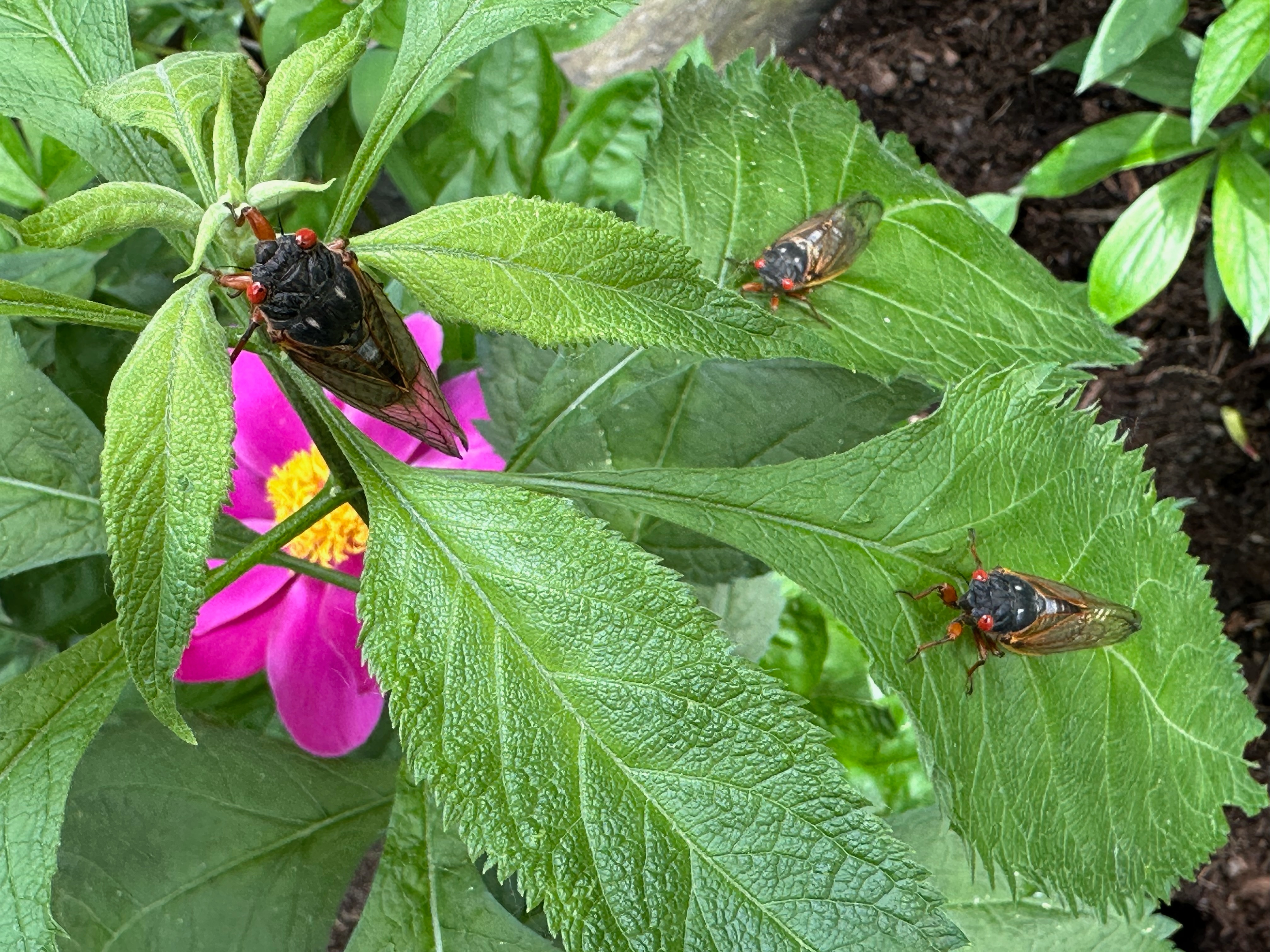 PHOTOS: The 2024 cicada emergence in Chicago area and Illinois – NBC ...