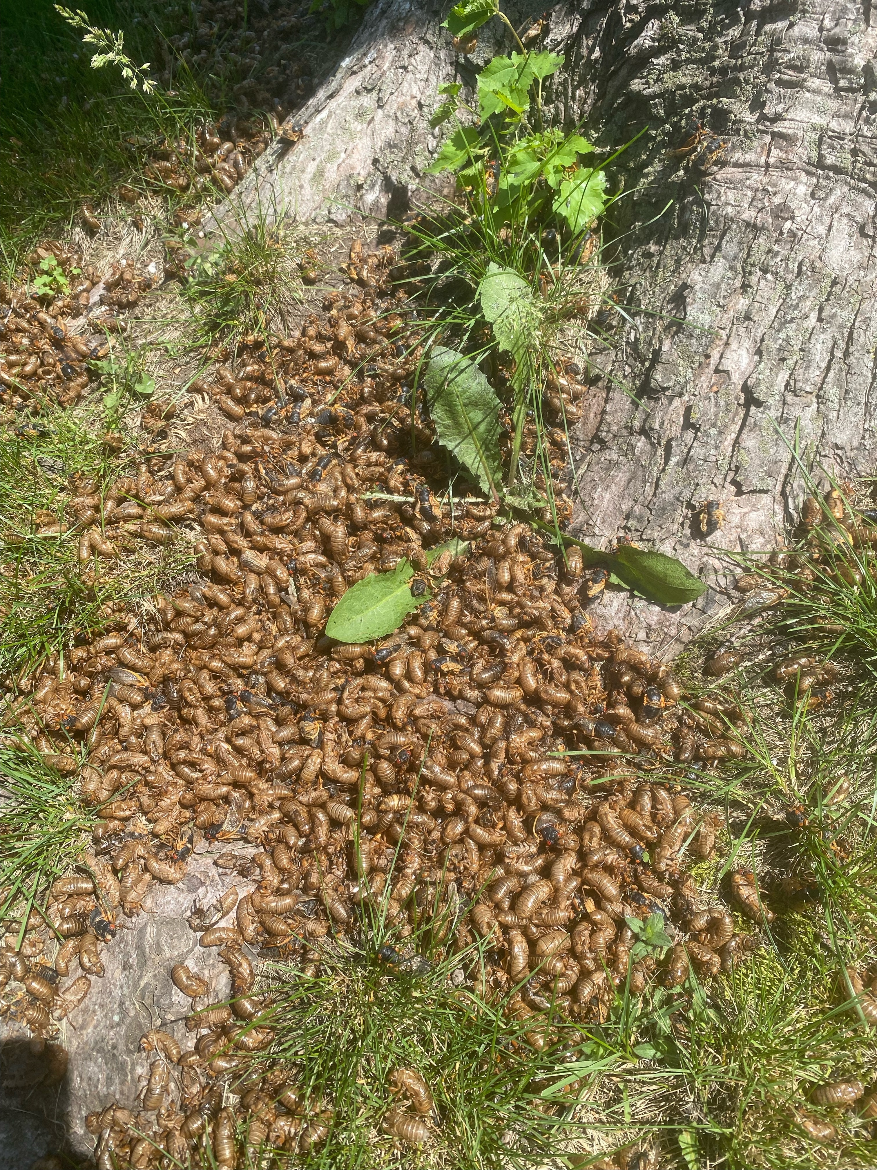 PHOTOS: The 2024 cicada emergence in Chicago area and Illinois – NBC ...