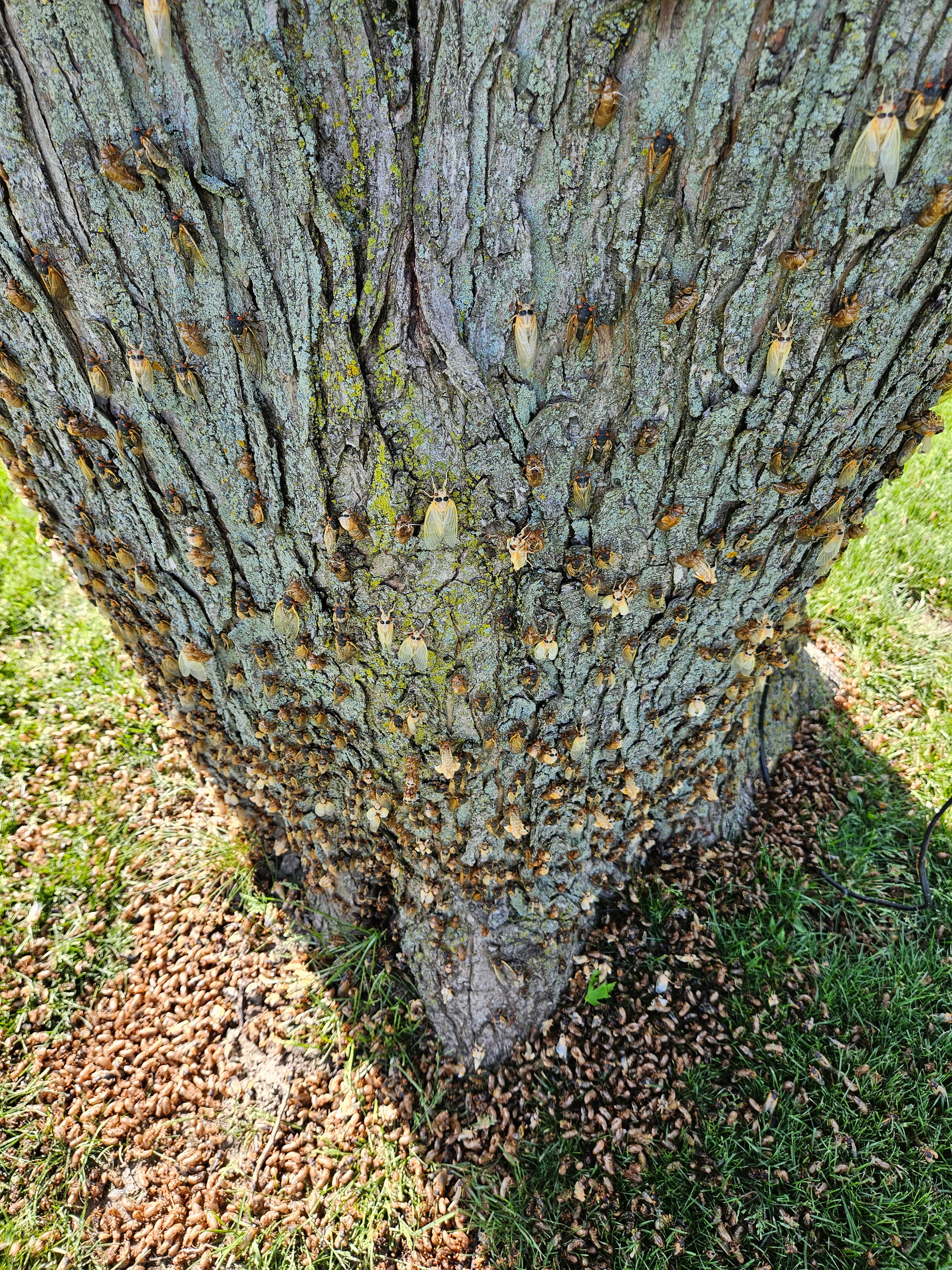 PHOTOS: The 2024 cicada emergence in Chicago area and Illinois – NBC ...