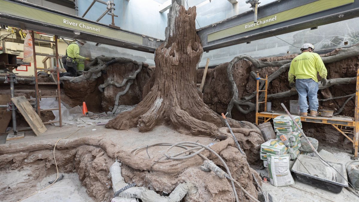 Shedd Aquarium reports progress on new hexhibit – NBC Chicago