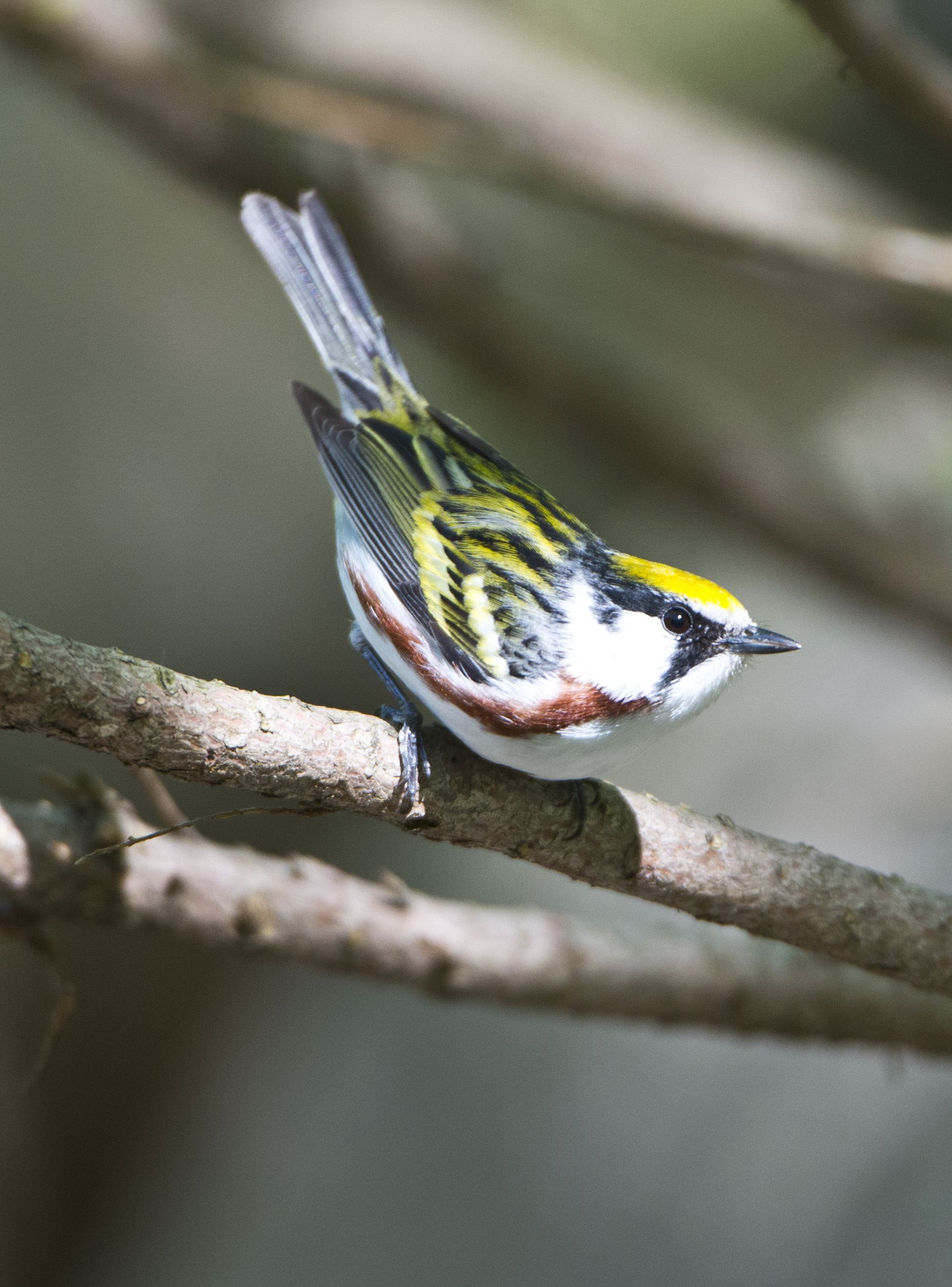 Alerts issued as millions of birds migrating across Illinois in coming ...