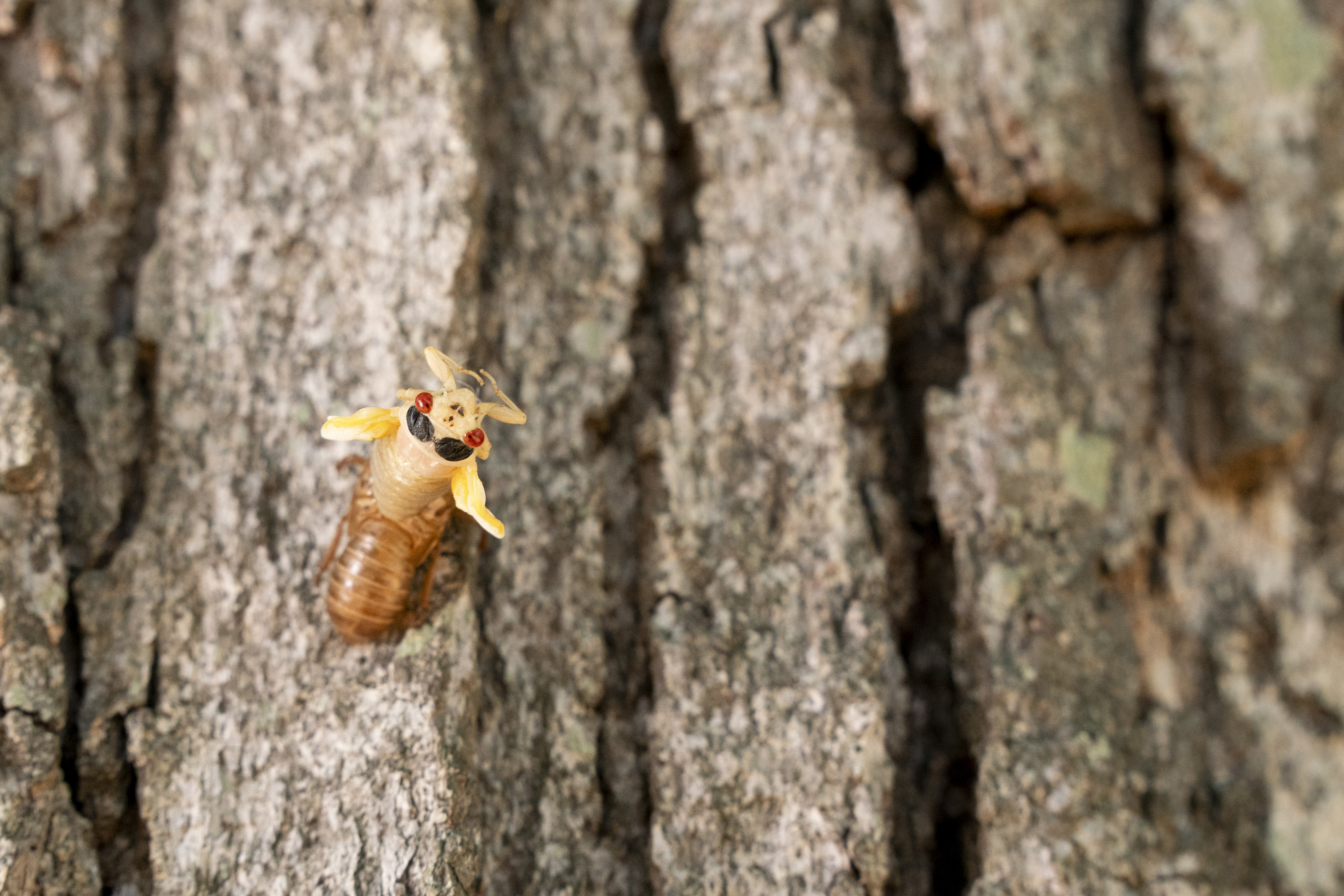 WATCH: Time lapse video shows close-up view of cicada transformation ...
