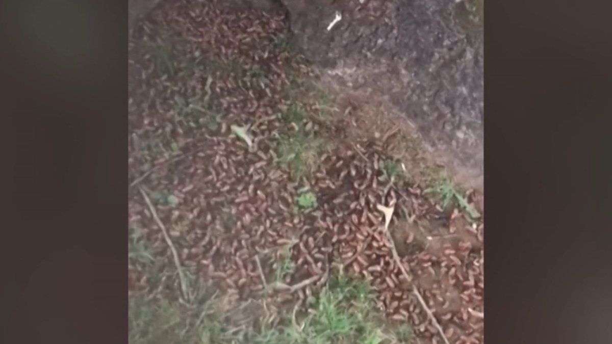 When will cicadas emerge in Chicago, Illinois? Tracking soil temps ...